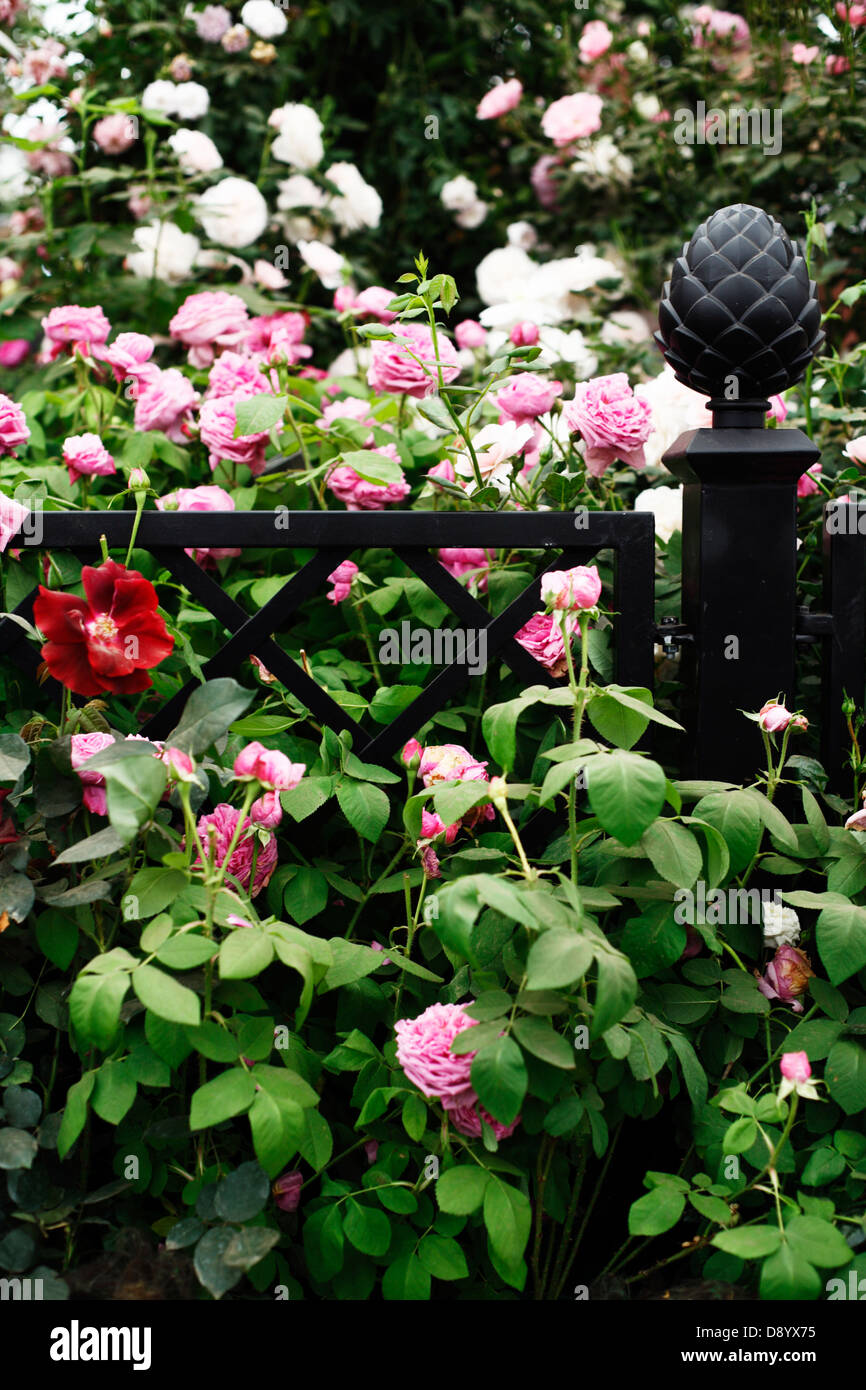 Great roses hi-res stock photography and images - Alamy