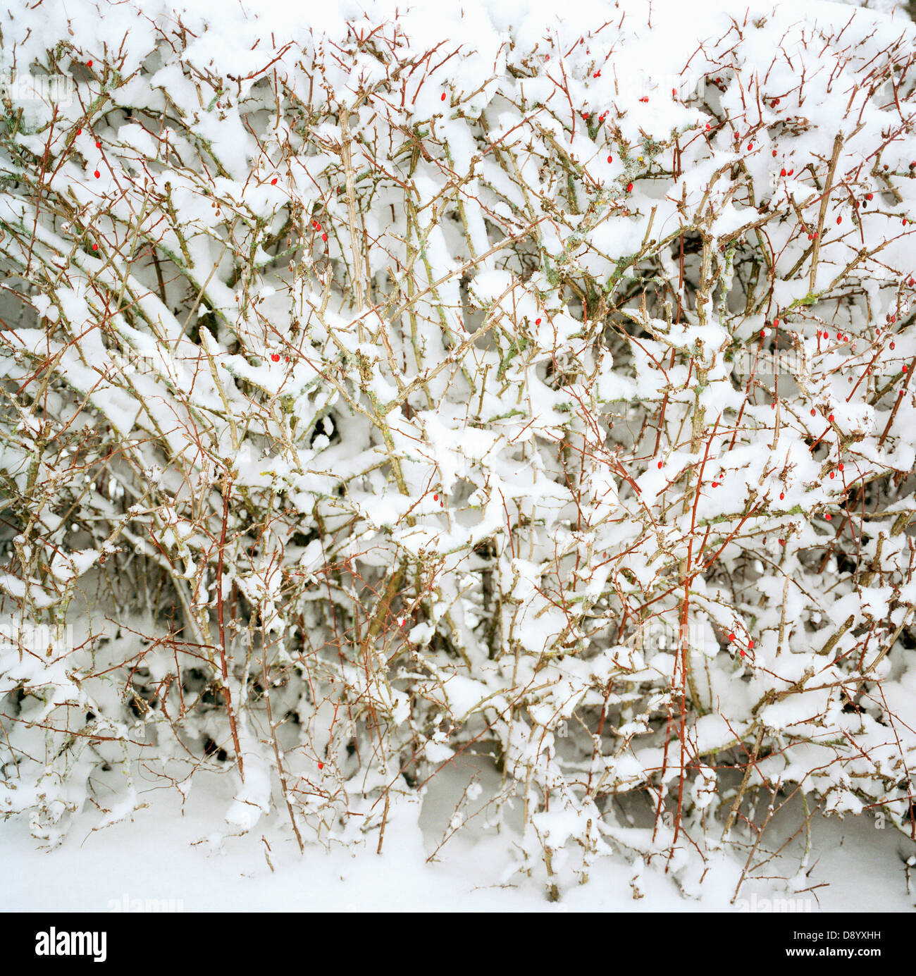 Snow-covered bush, Sweden Stock Photo - Alamy