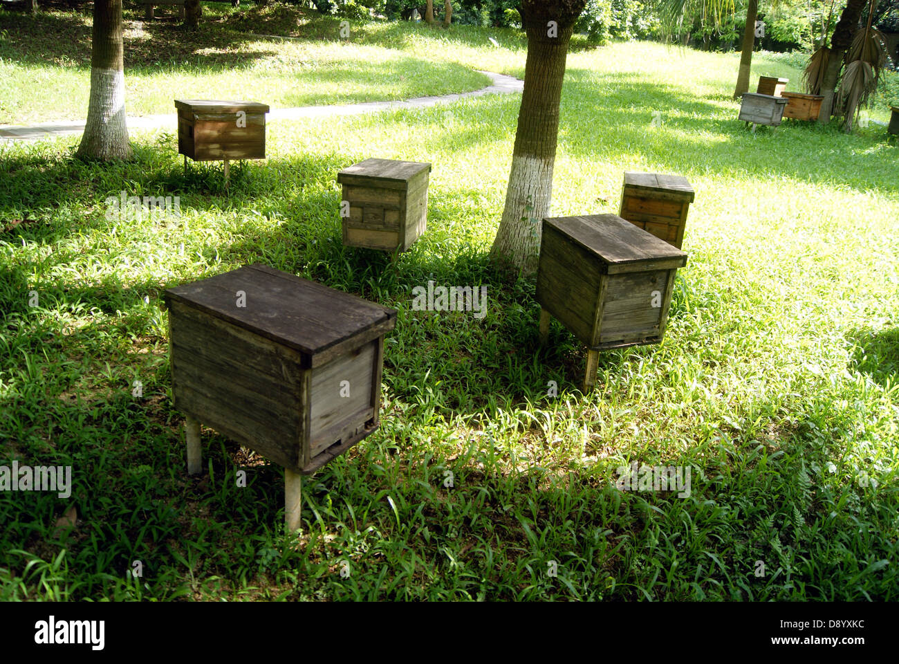 Apiary, in shenzhen, China. Bees make honey, the best gift to human ...
