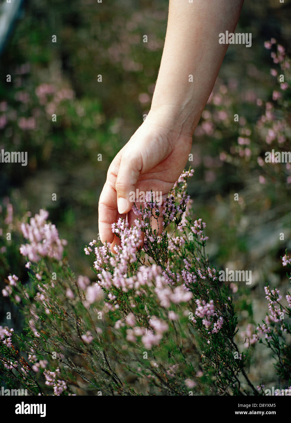 The hand of a person picking heather Stock Photo - Alamy