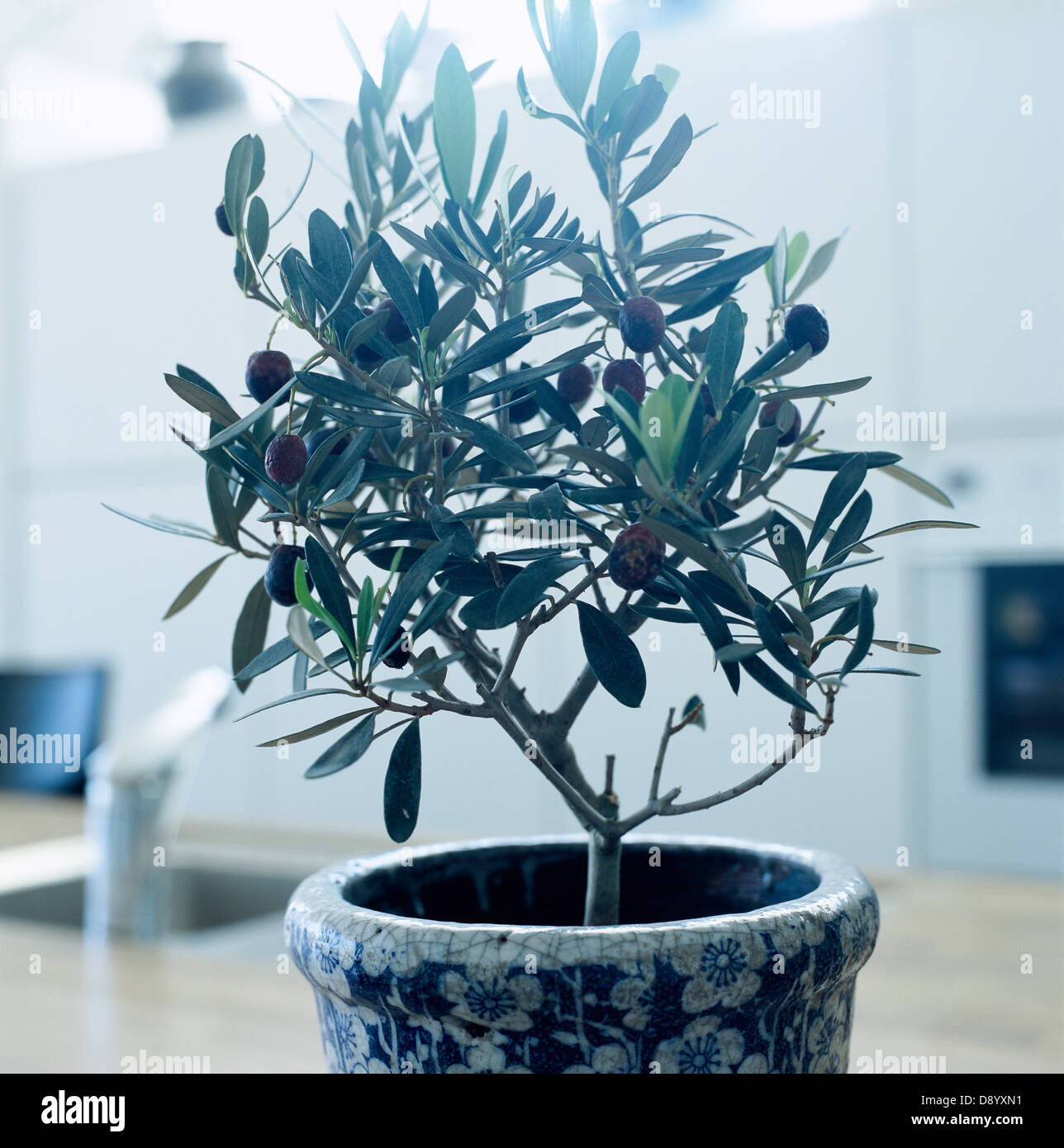 Olive Tree In Pot High Resolution Stock Photography and Images - Alamy