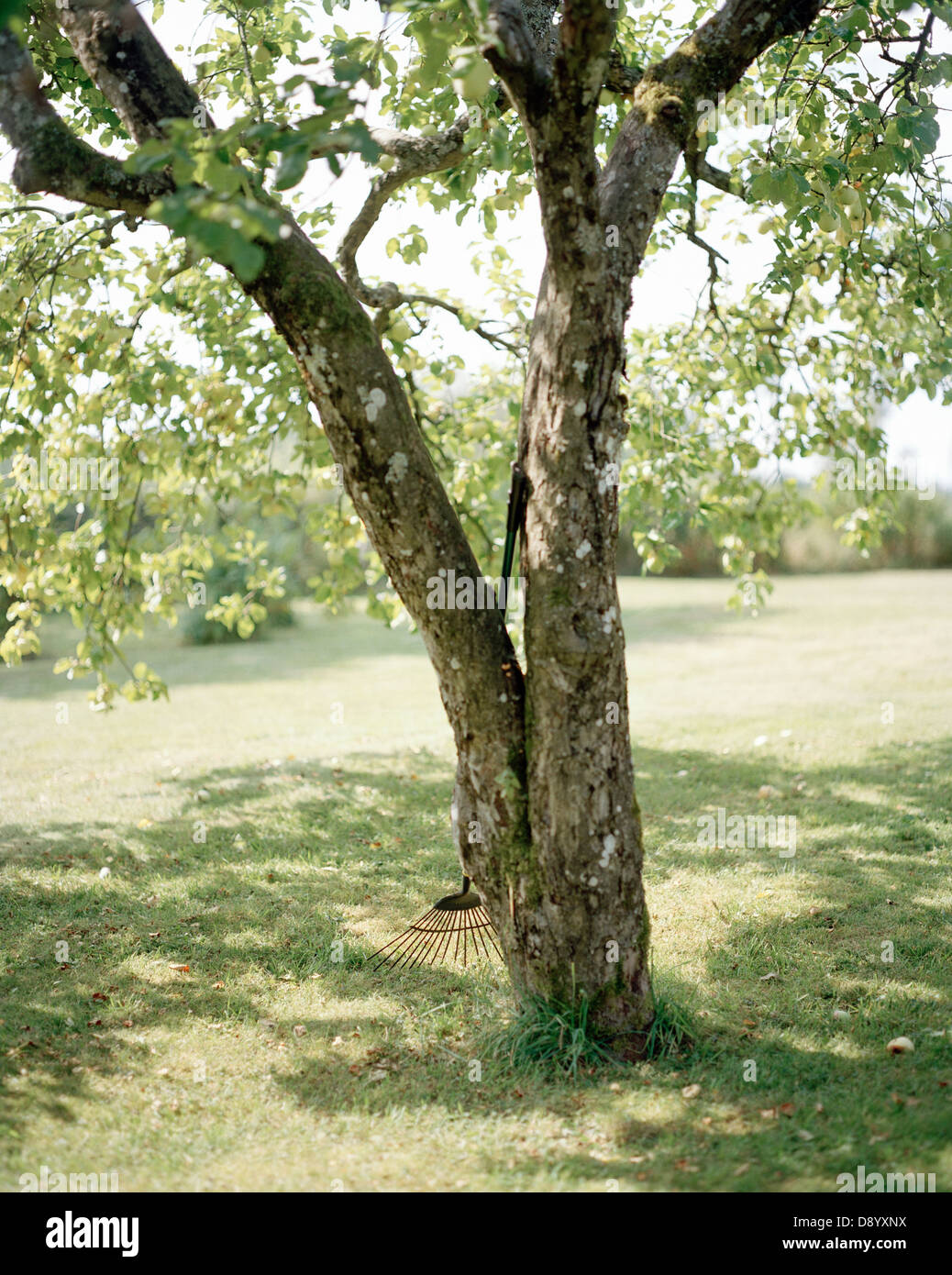 A fruit tree in the spring Stock Photo - Alamy