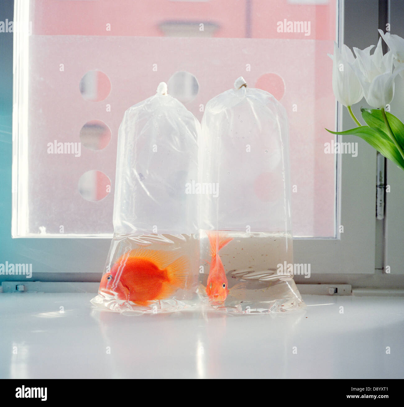 Gold fish bag hi-res stock photography and images - Alamy