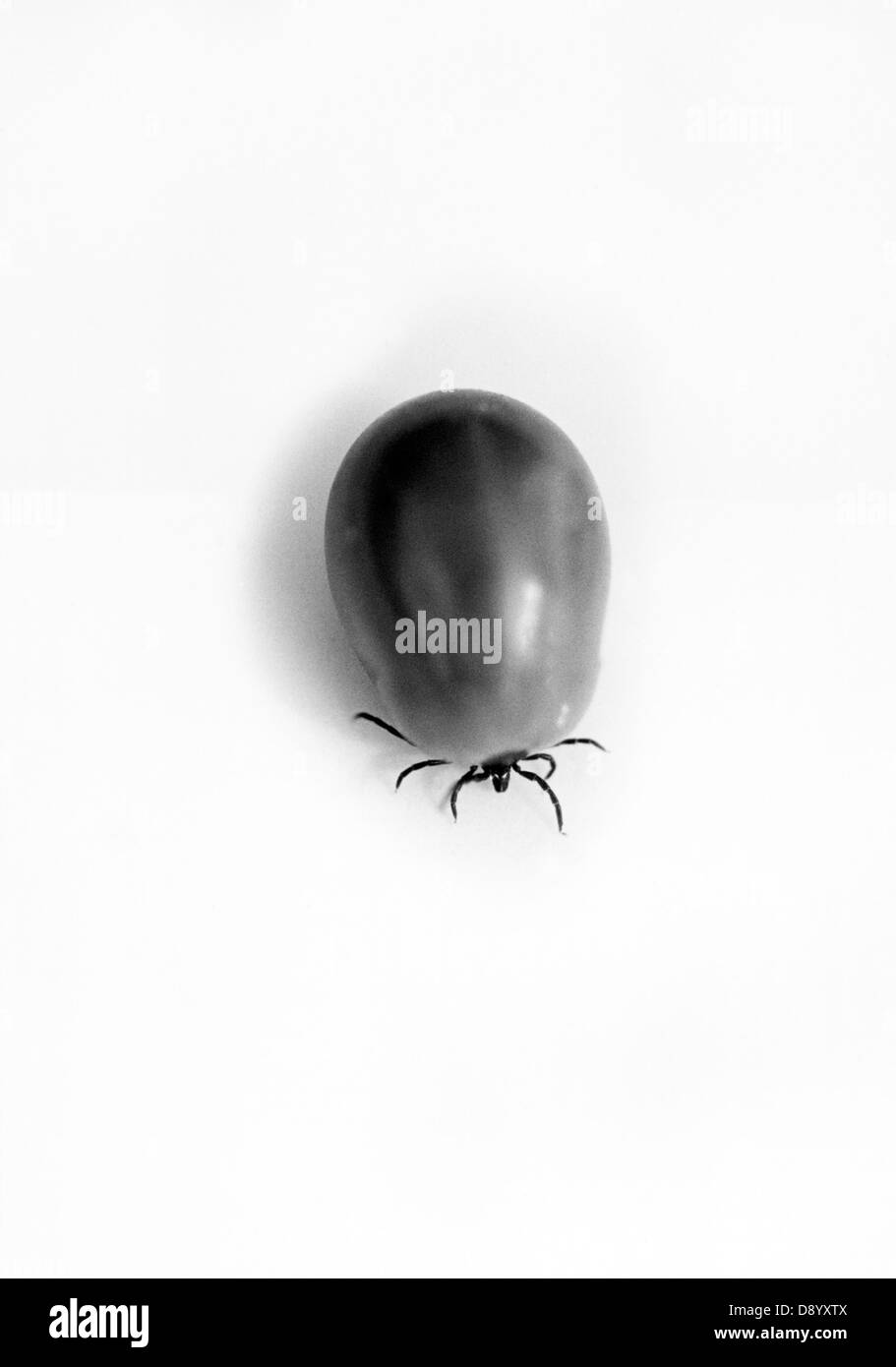 Hard ticks hi-res stock photography and images - Alamy