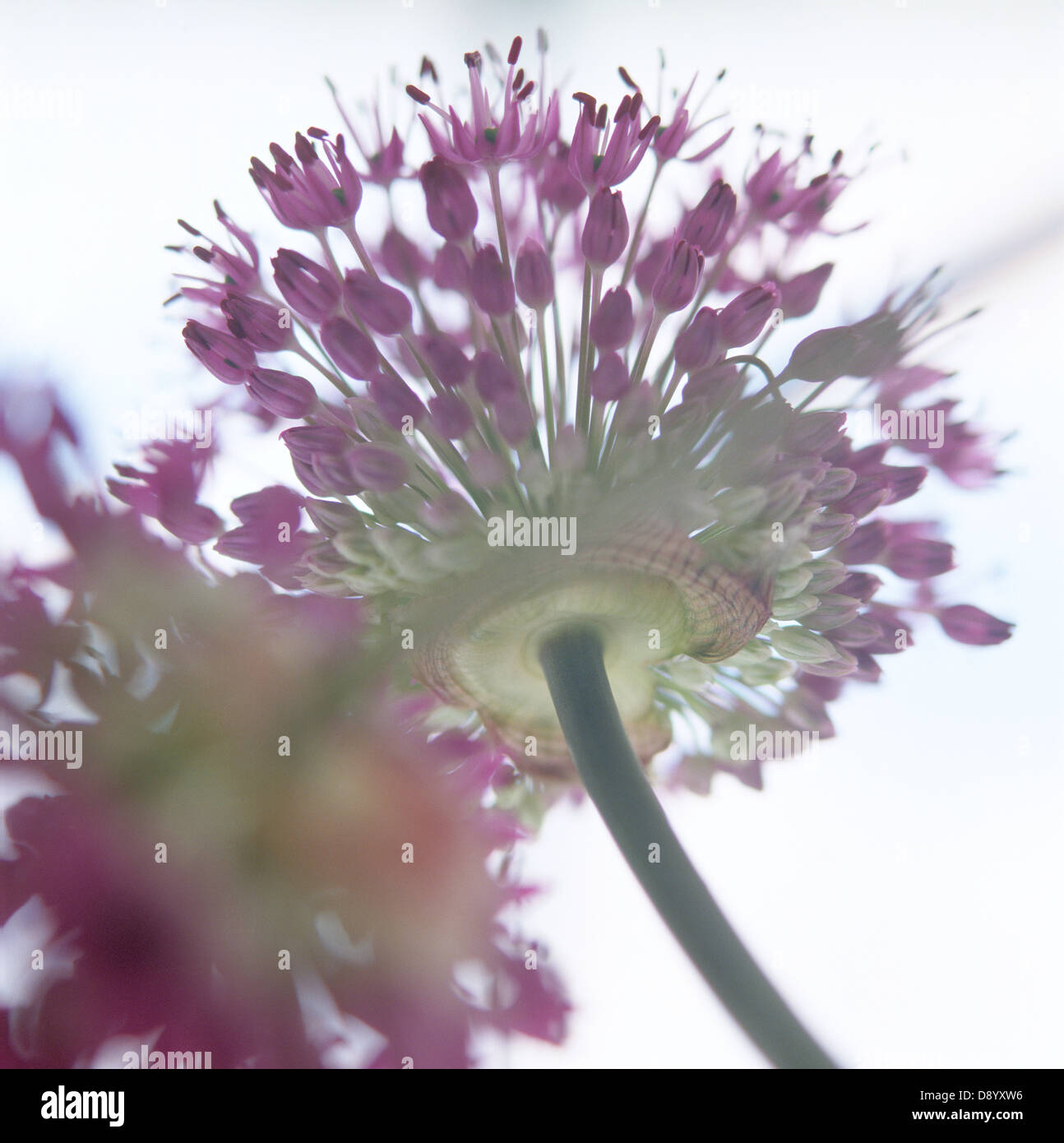 Close-up of allium flower Stock Photo - Alamy