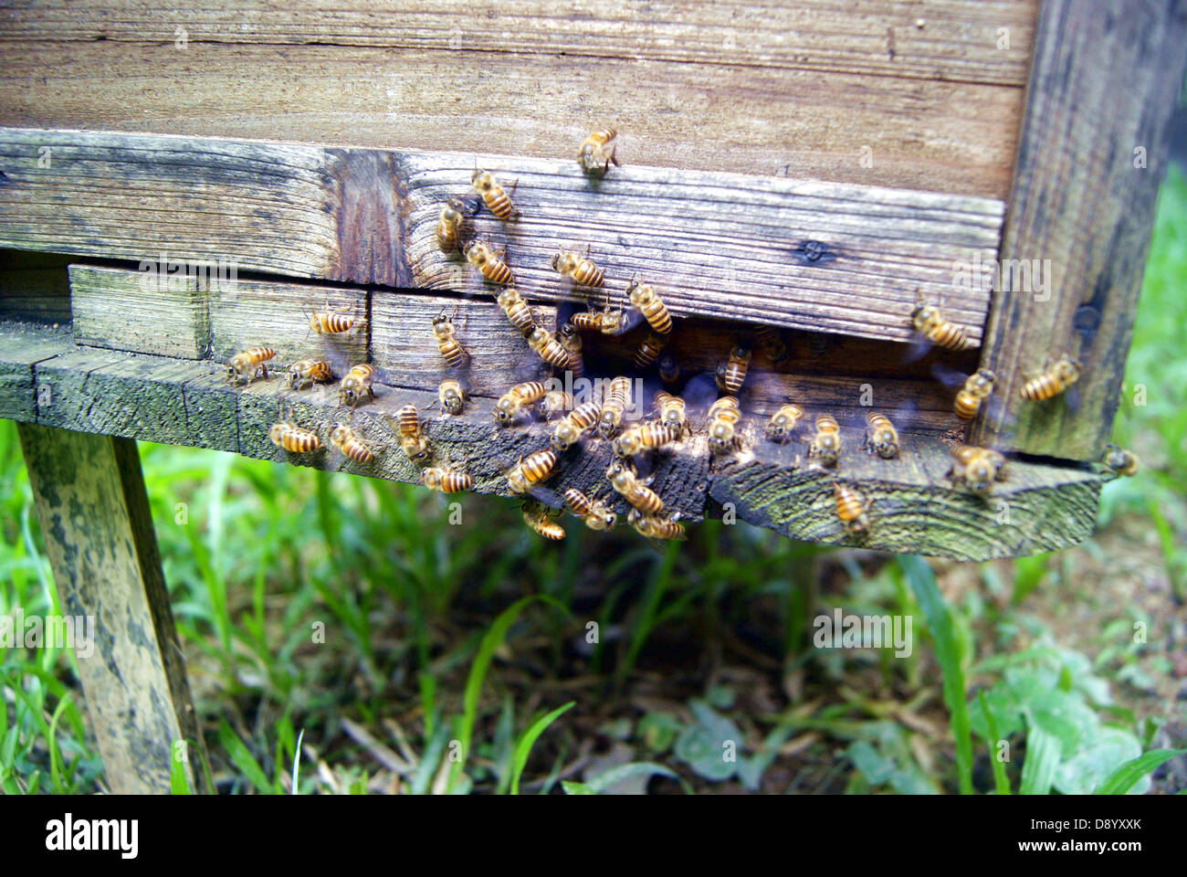 Wooden insects with nature trees hi-res stock photography and images ...