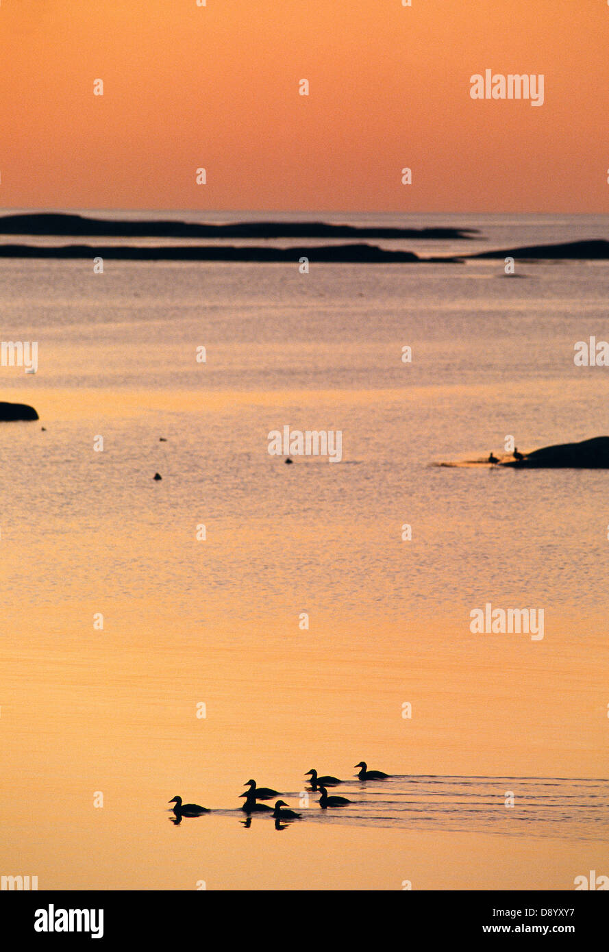 Birds swming in the archipelago Stock Photo - Alamy