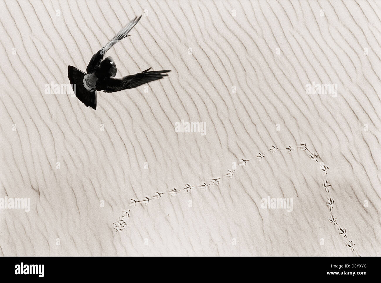 A flying pigeon, Coney Islands, New York, USA Stock Photo - Alamy