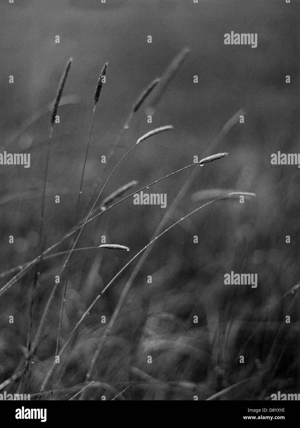 Blade of grass, Sweden Stock Photo - Alamy