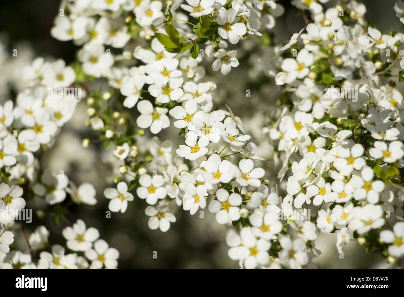 White Flowers in Spring Time Stock Photo - Alamy