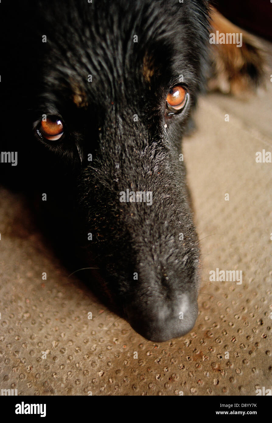 A dog, close-up Stock Photo - Alamy