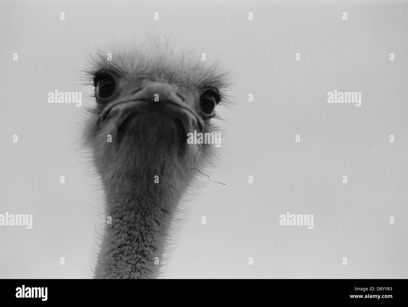 Ostrich, close-up, Sweden Stock Photo - Alamy