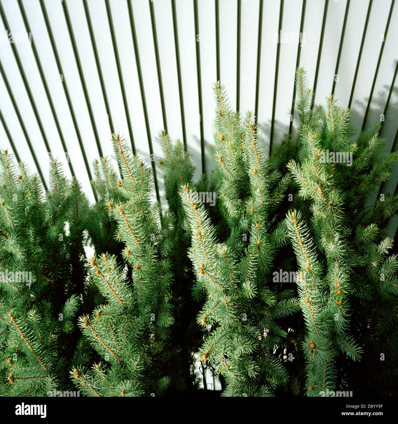 Sprawling plants hi-res stock photography and images - Alamy