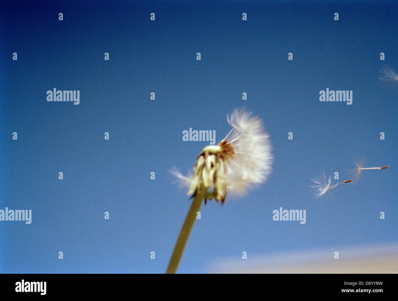 A dandelion in the wind Stock Photo - Alamy