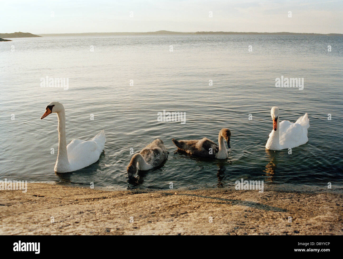 Swans by a beach, Sweden Stock Photo - Alamy