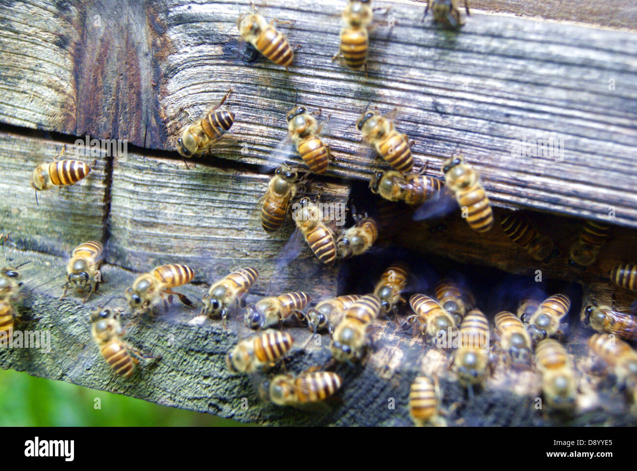 Apiary, in shenzhen, China. Bees make honey, the best gift to human ...