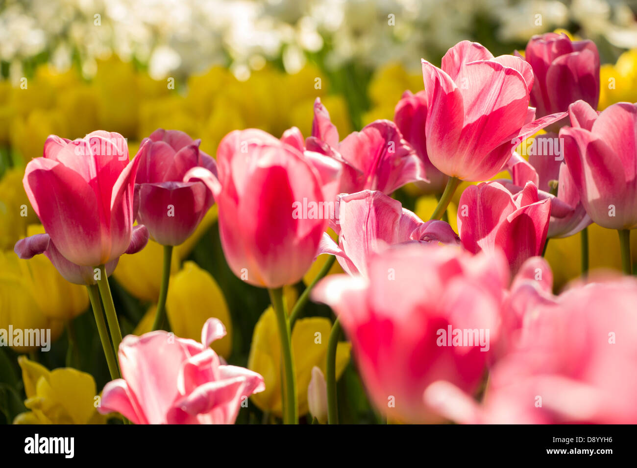 Beautiful tulips field in spring time Stock Photo - Alamy