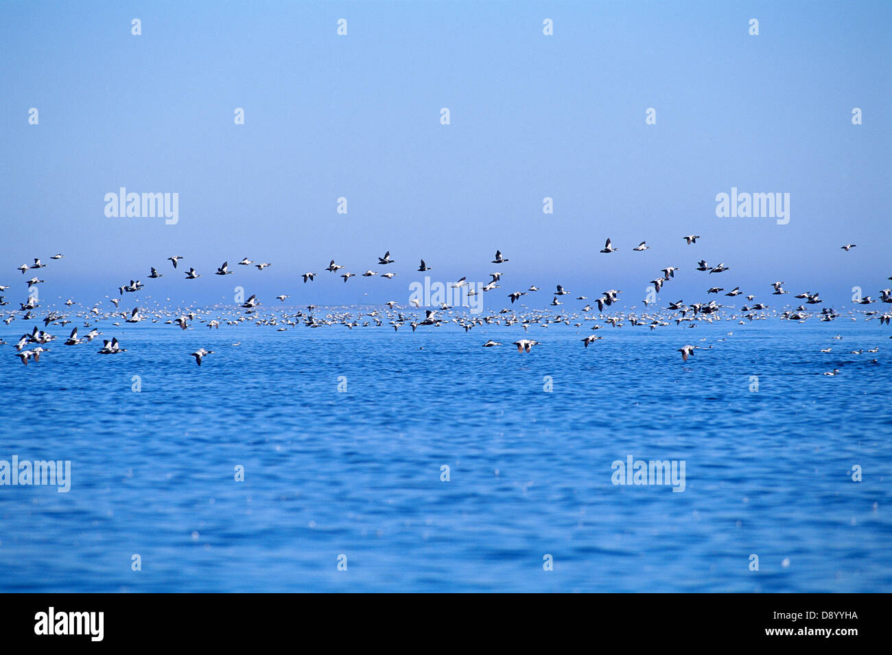 Flying eiders hi-res stock photography and images - Alamy