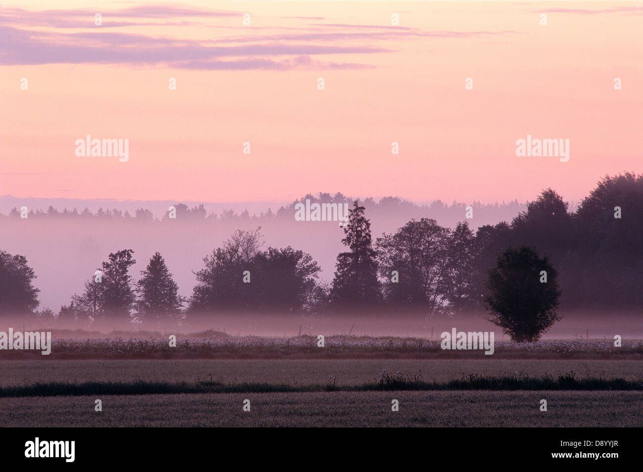 Fields in the fog hi-res stock photography and images - Alamy
