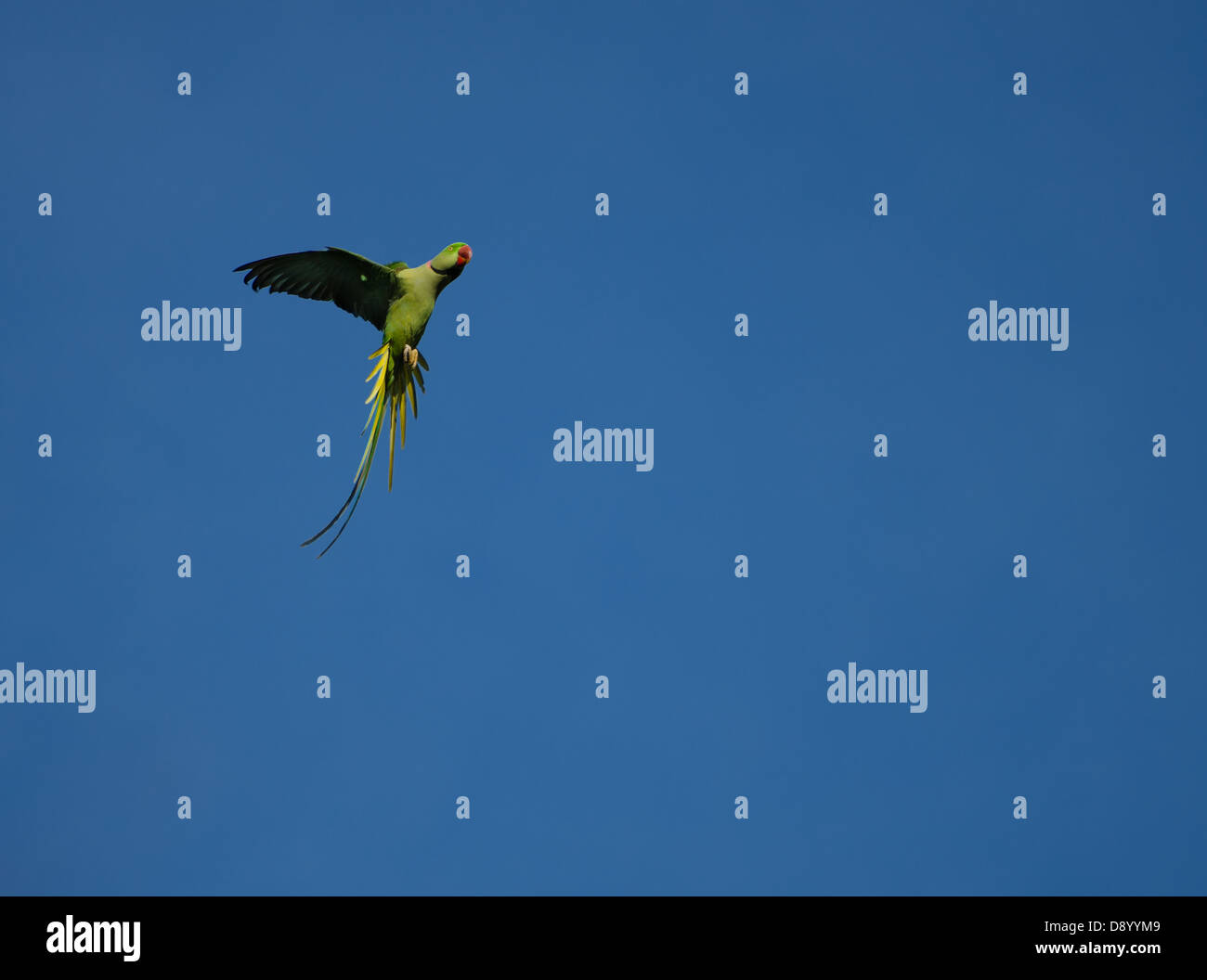 Parrot flying hi-res stock photography and images - Alamy