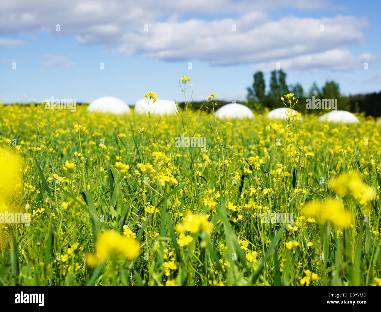 Fields and silage, Angermanland, Sweden Stock Photo - Alamy