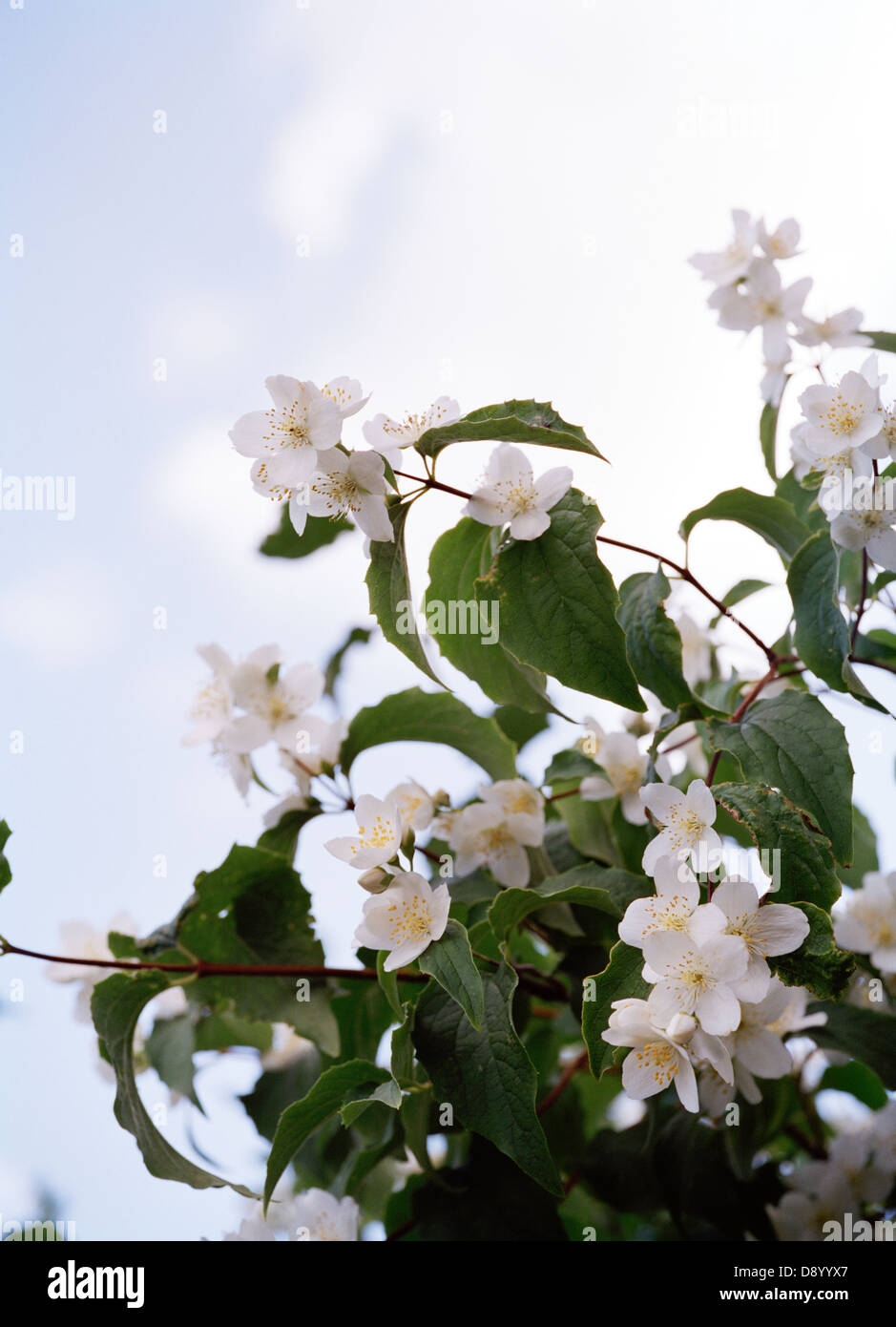 A spray of jasmine Stock Photo - Alamy
