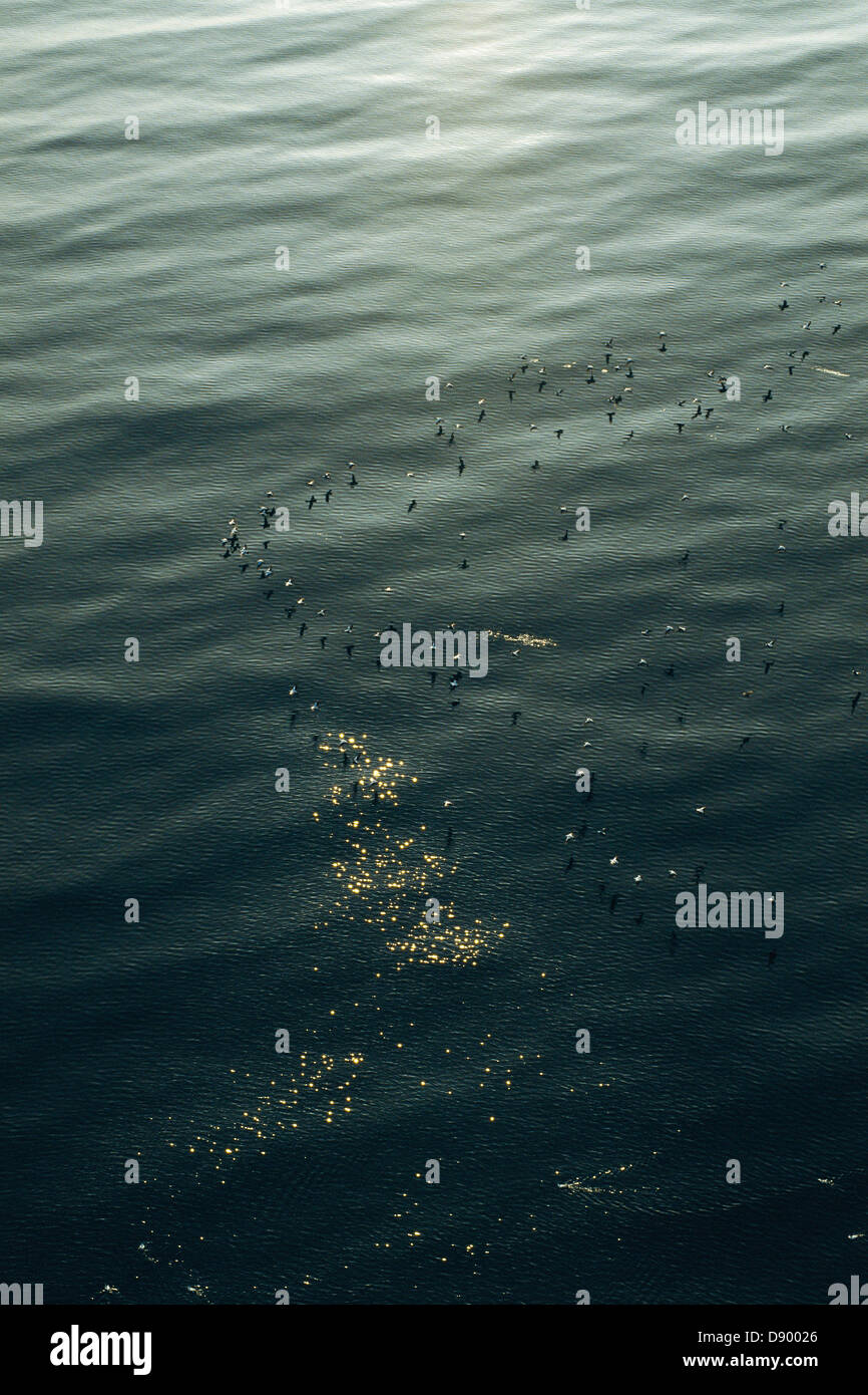 Flock of sea or water birds hi-res stock photography and images - Alamy
