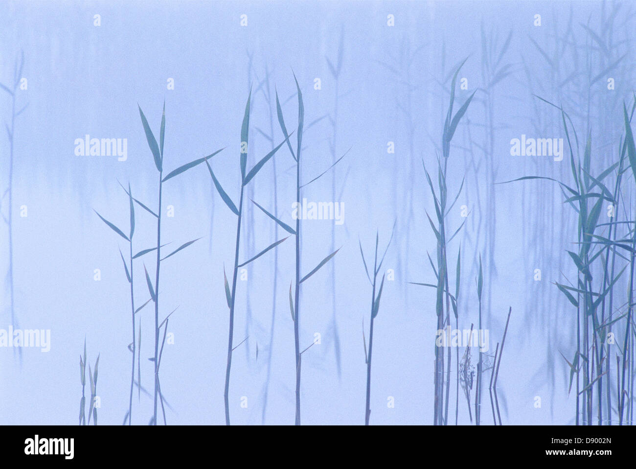 Reed in fog Stock Photo - Alamy