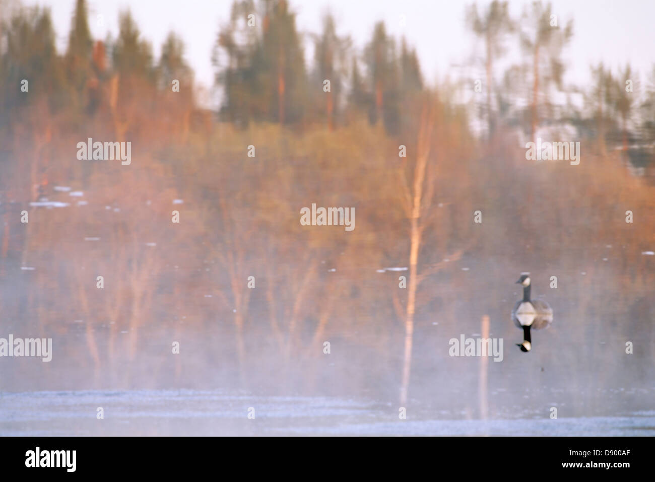 Upside down goose hi-res stock photography and images - Alamy