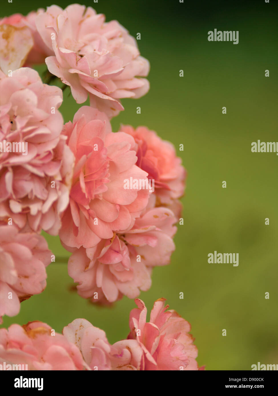 Pink flowers, Sweden Stock Photo - Alamy