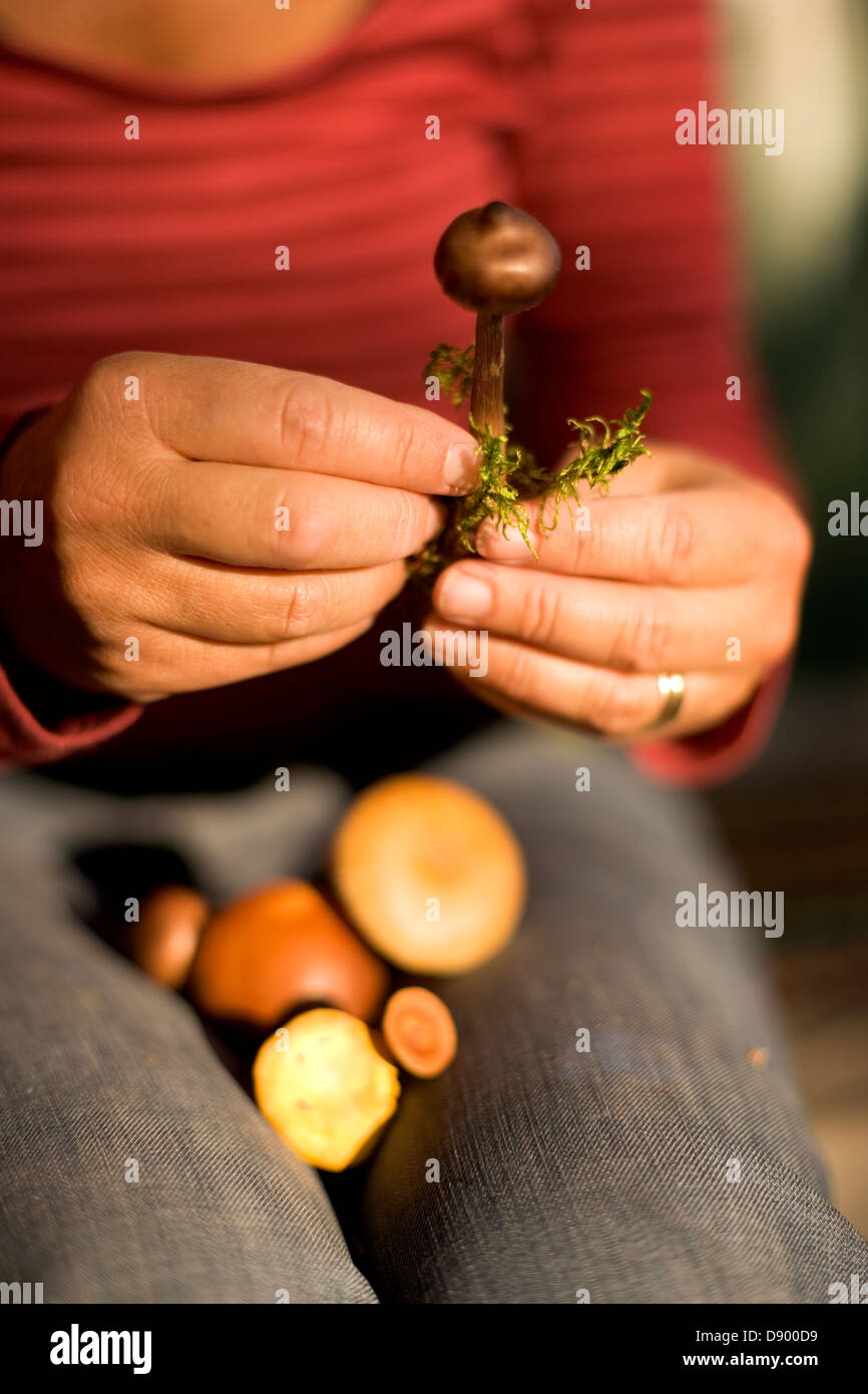 Newly picked mushrooms Stock Photo - Alamy