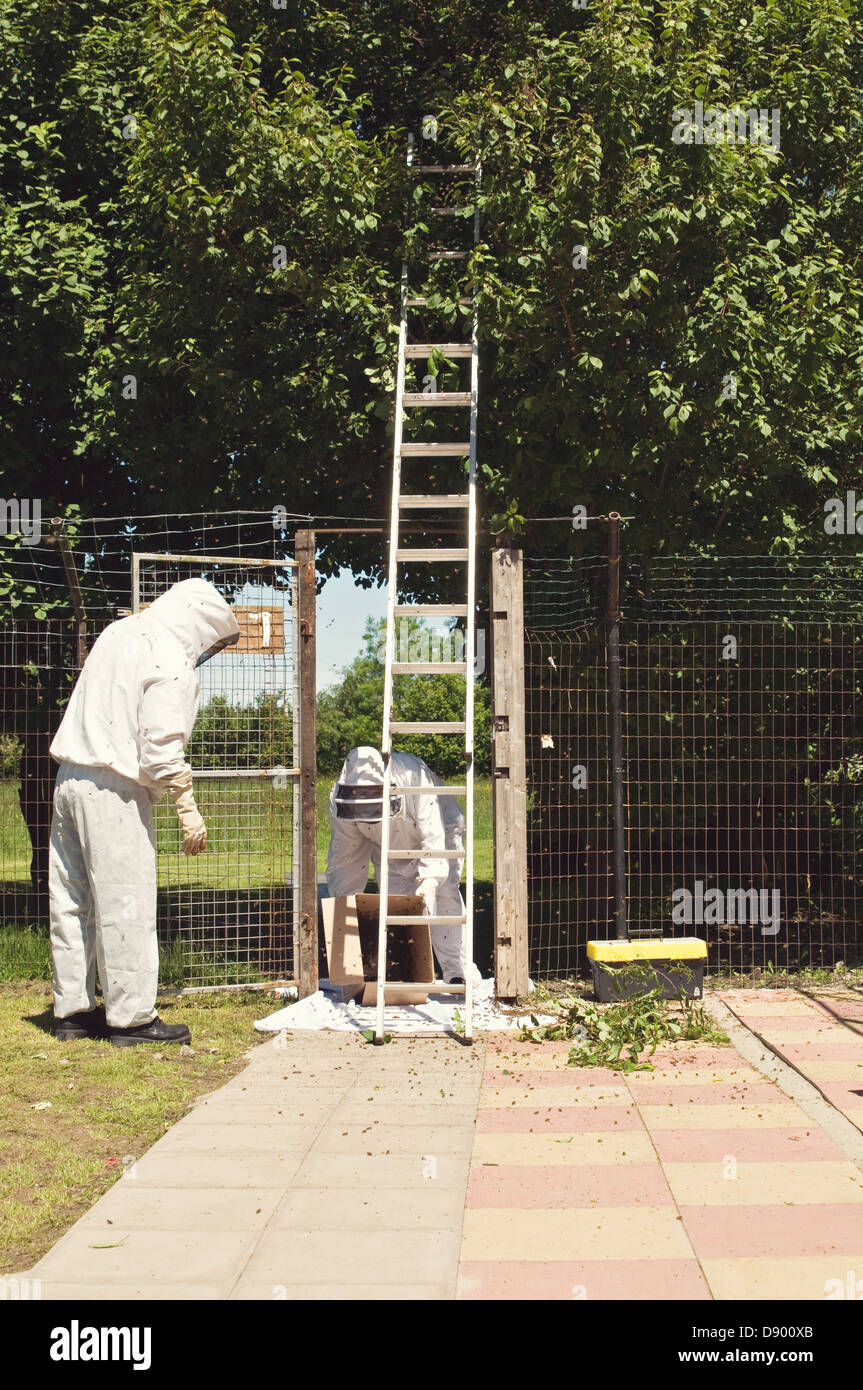 Bee keepers collecting a wild bee swarm Stock Photo - Alamy
