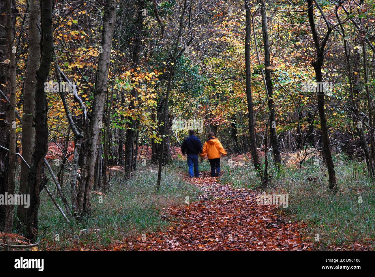 Langley Wood national Nature Reserve, Wilthsire, UK November 2010 Stock ...