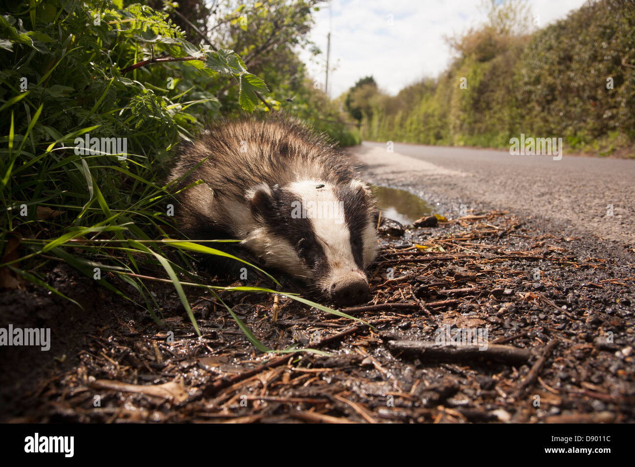 Body of dead badger photographed by the side of the road Stock Photo ...