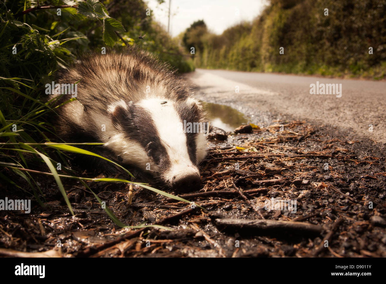 Body of dead badger photographed by the side of the road Stock Photo ...