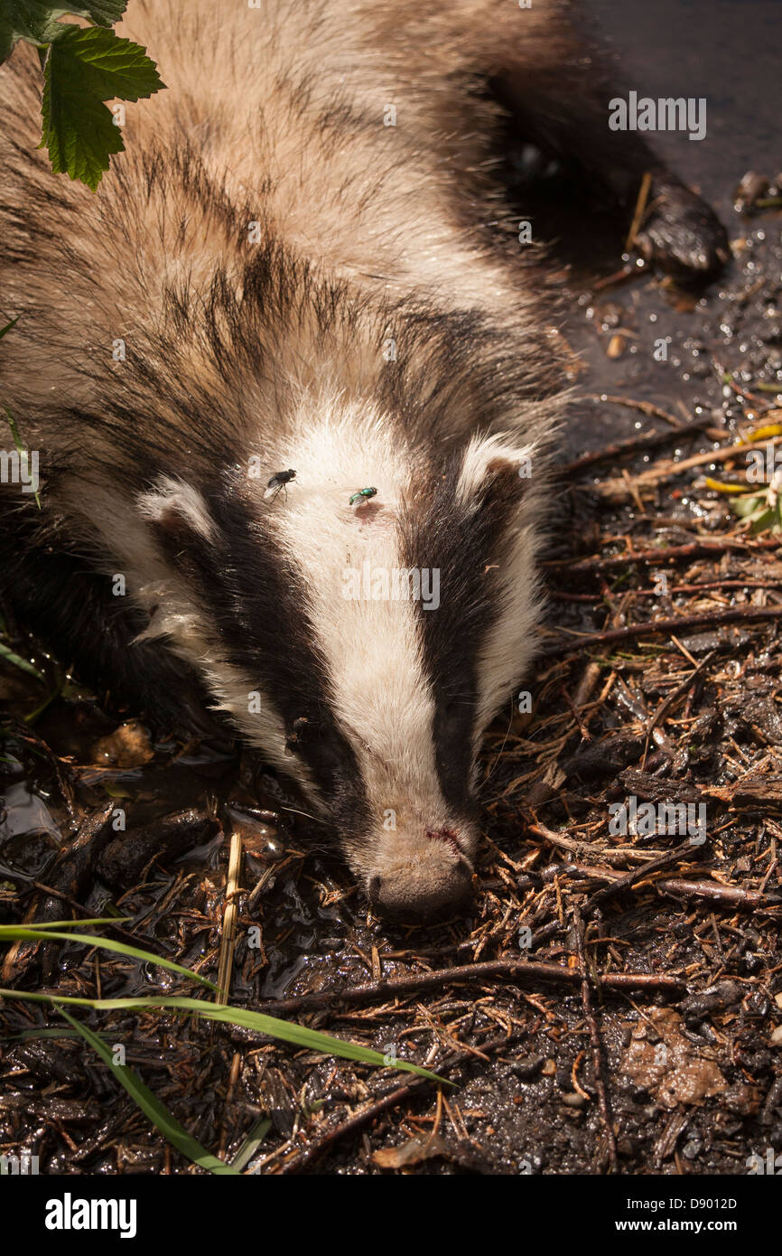 Body of dead badger photographed by the side of the road Stock Photo ...