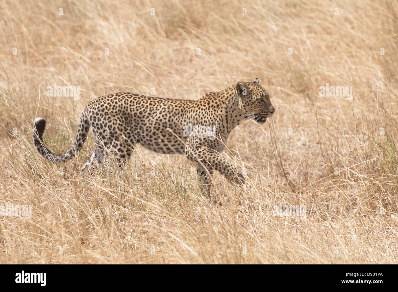 A leopard on patrol in its territory Stock Photo - Alamy