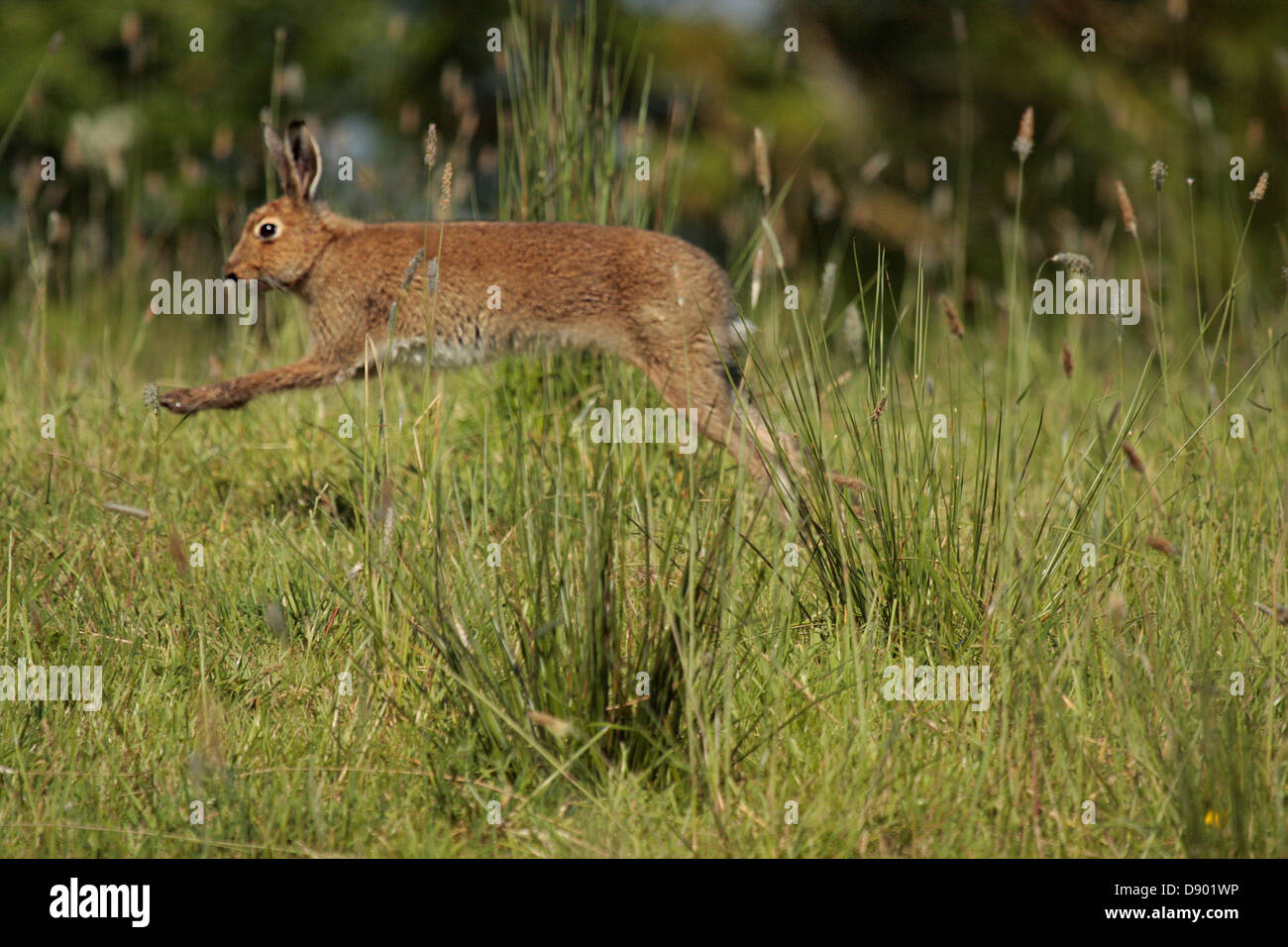 Irish hare photography hi-res stock photography and images - Alamy