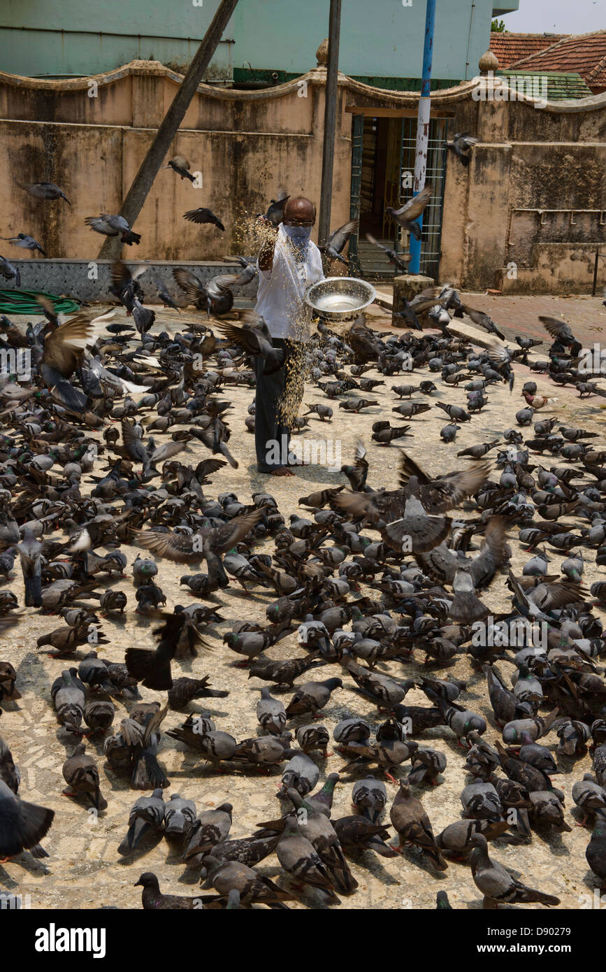 daily prayer and feeding ritual of the pigeons at the Dharmanath Jain ...