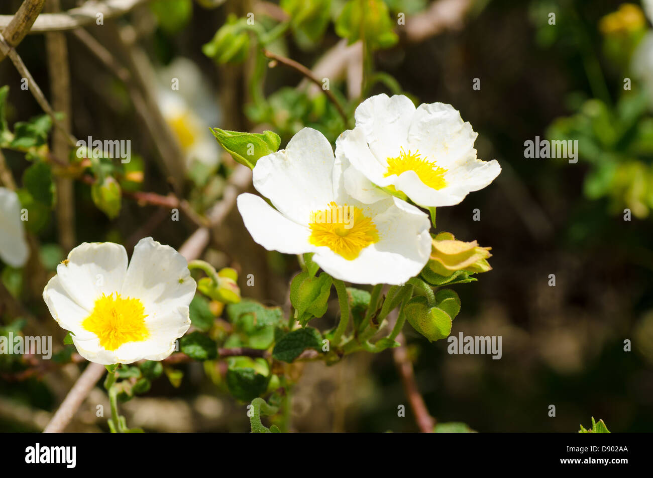 Several white rockrose flowers on a lush shrub Stock Photo - Alamy