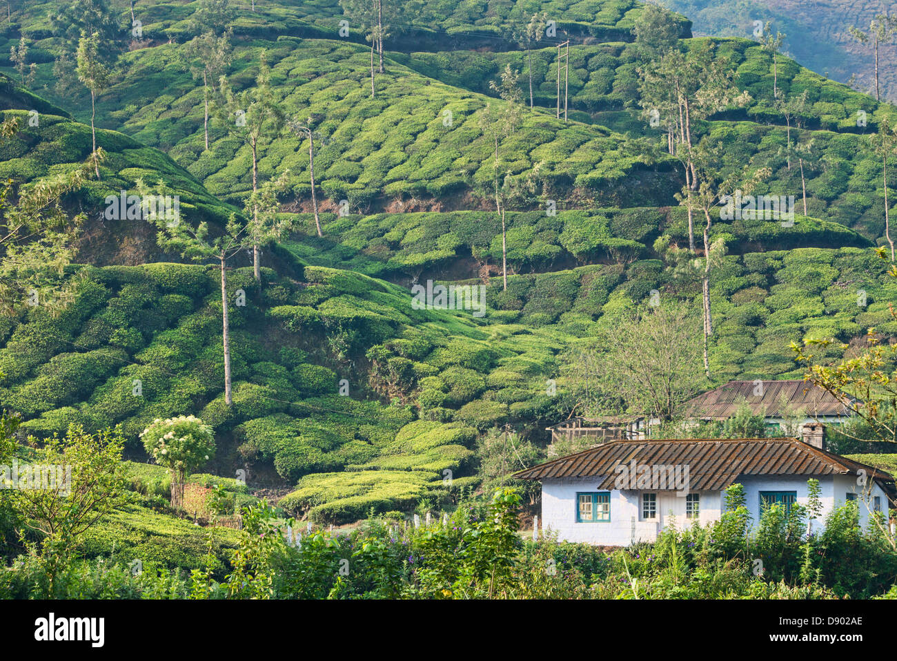 The beautiful tea plantations of Munnar, a hill station in Kerala ...