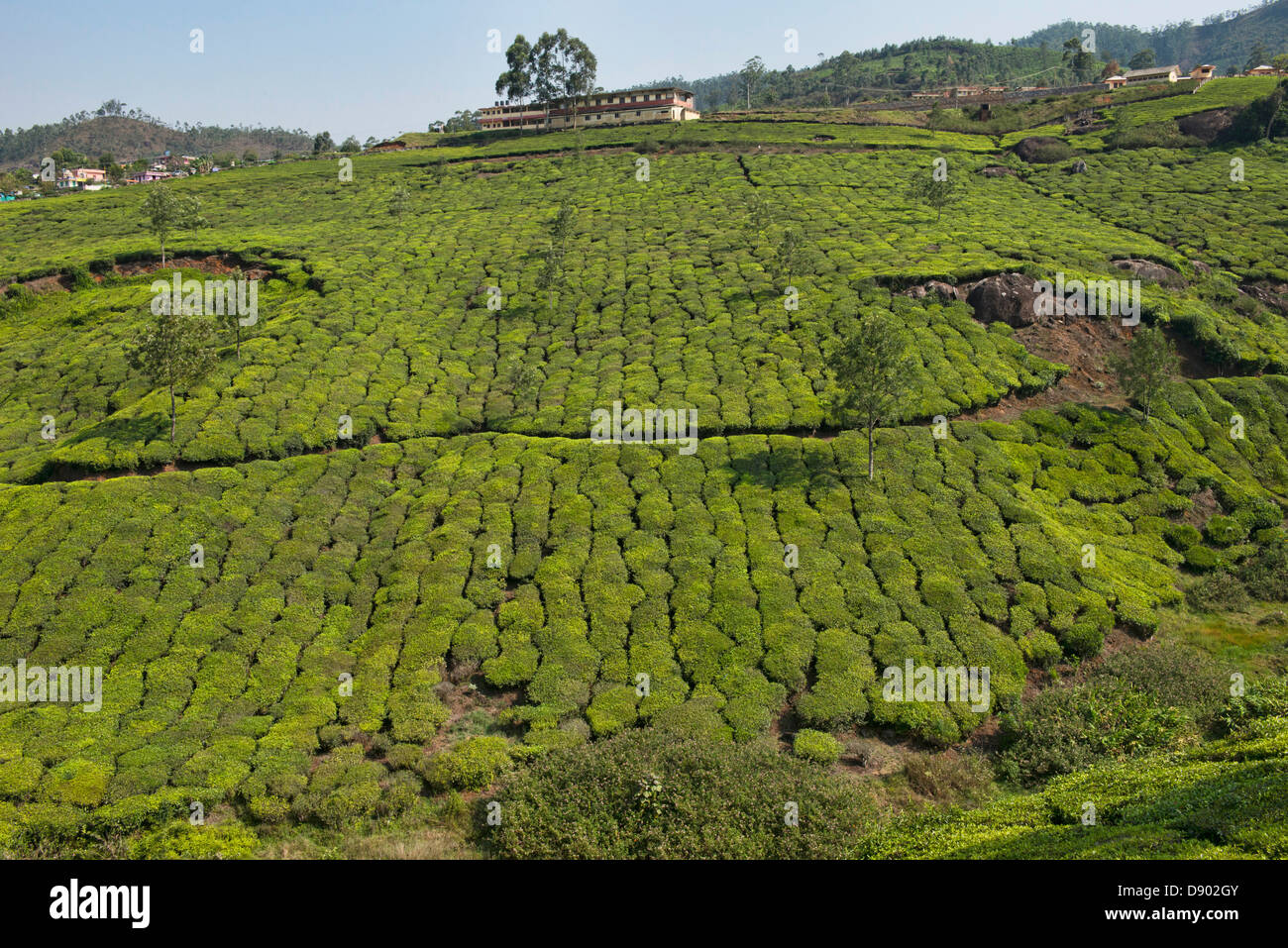 The beautiful tea plantations of Munnar, a hill station in Kerala ...