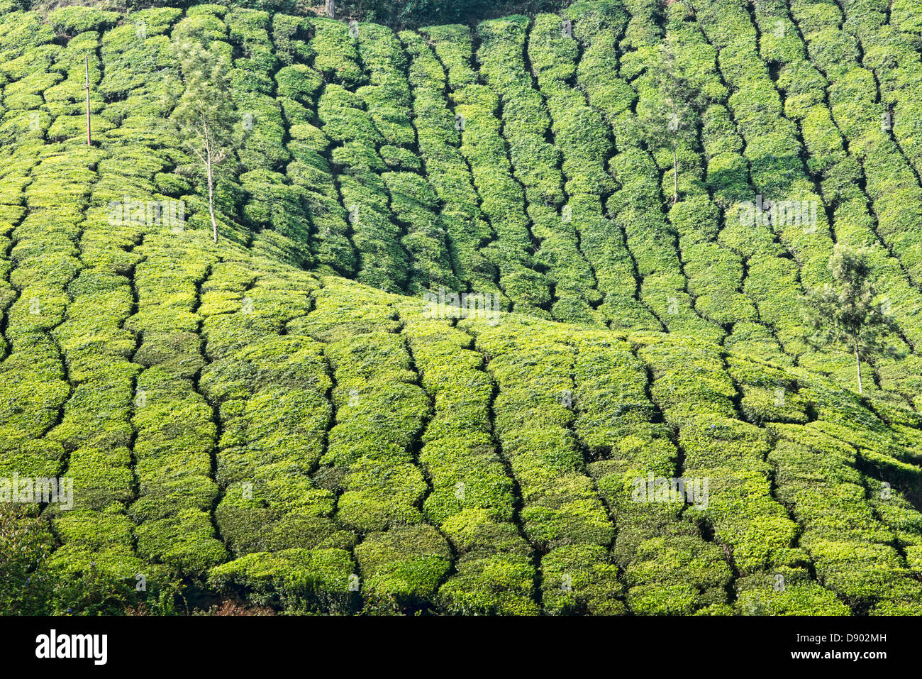 The beautiful tea plantations of Munnar, a hill station in Kerala ...