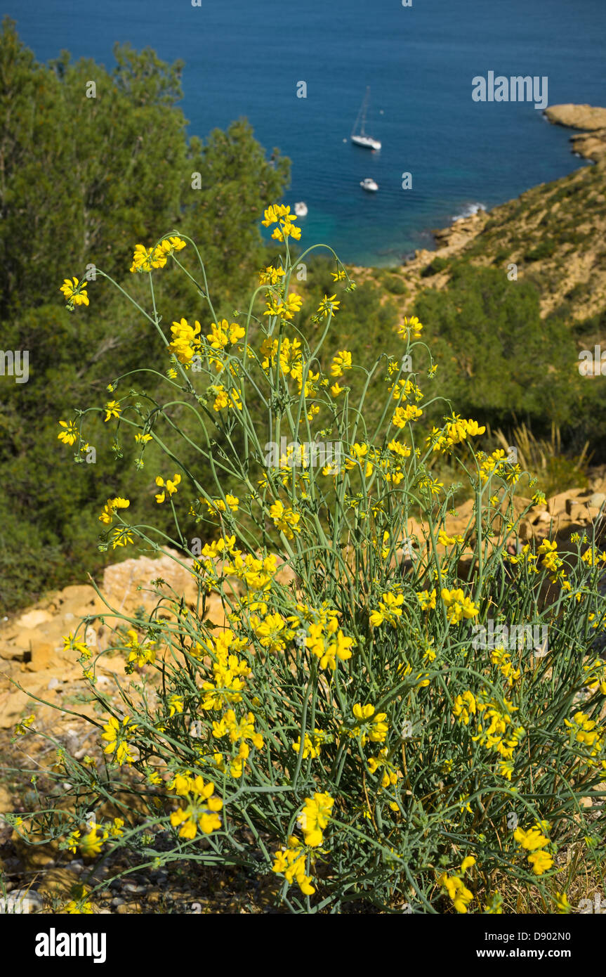 Genista shrub mediterranean flora hi-res stock photography and images ...