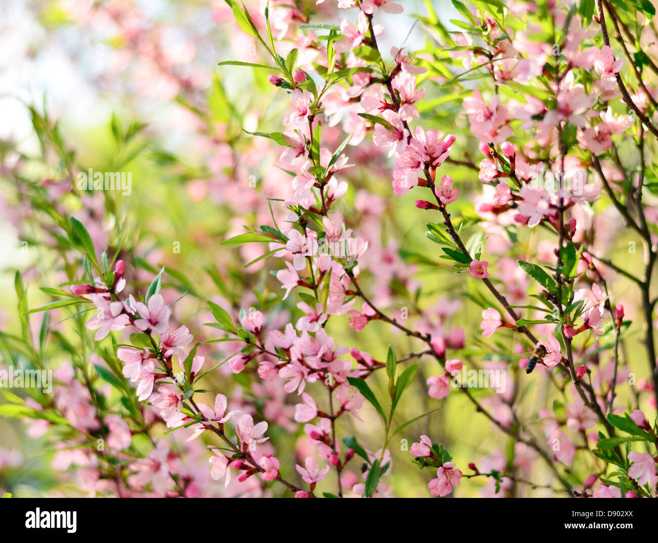 Spring season - pink flowers of cherry Stock Photo - Alamy