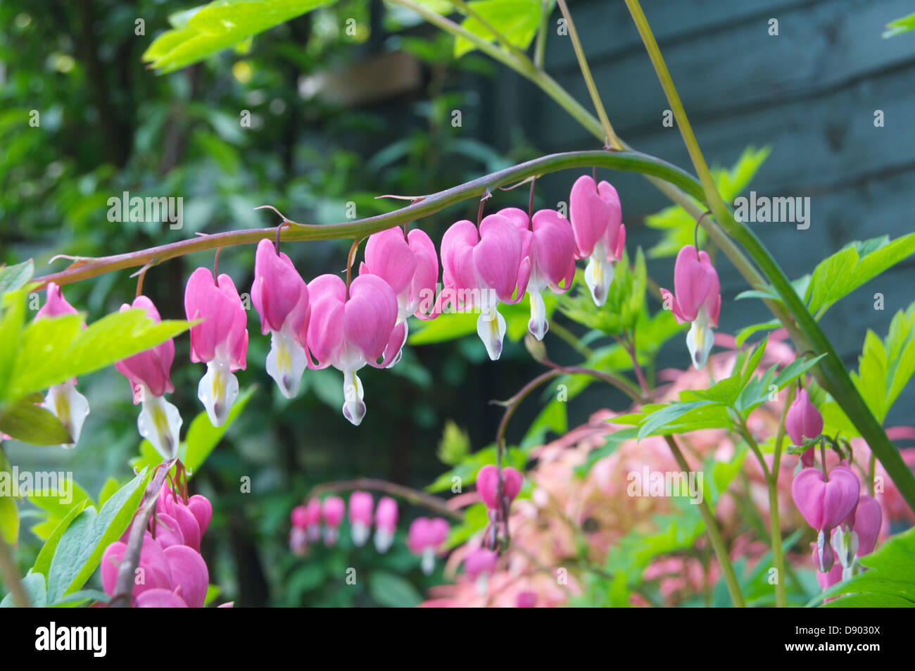 Pink Bleeding Hearts in the garden Stock Photo - Alamy