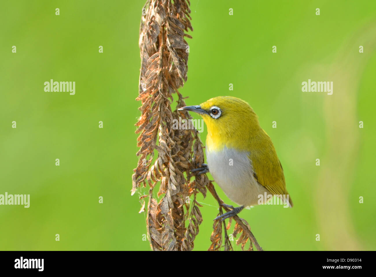 White eye family zosteropidae hi-res stock photography and images - Alamy
