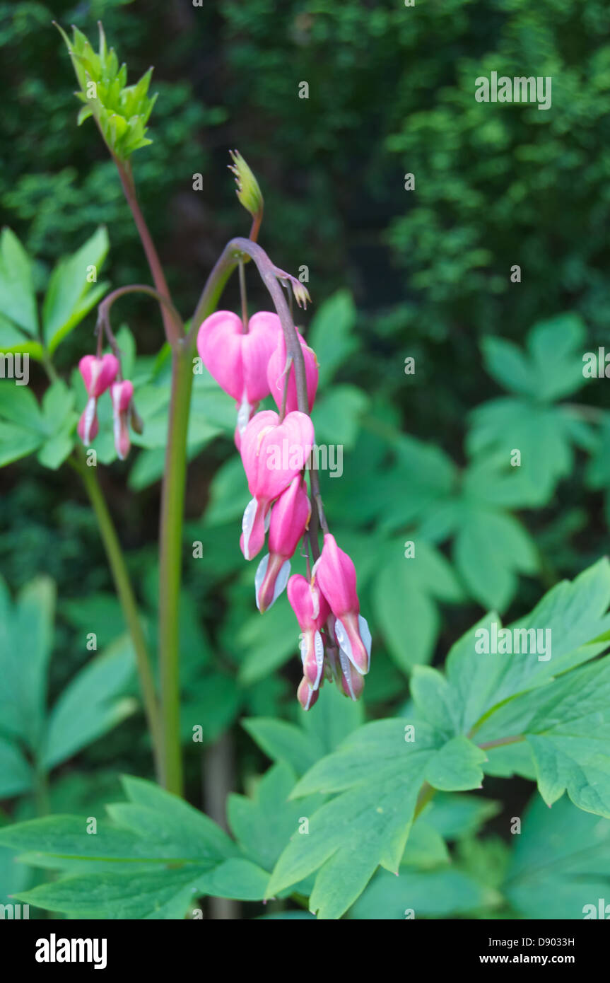 A small row of pink Bleeding Hearts Stock Photo - Alamy