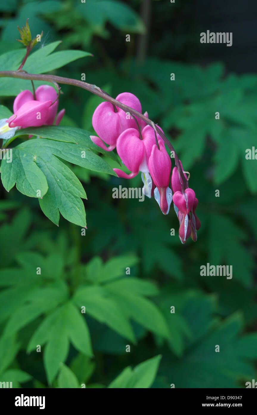 Simple row hi-res stock photography and images - Alamy