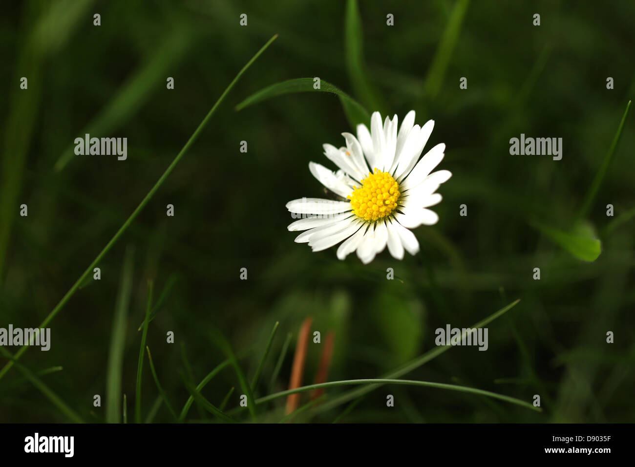 Lonely daisy hi-res stock photography and images - Alamy